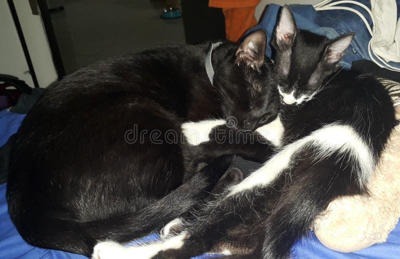 Kitty Brothers stock image. Image of kittys, carnivore - 208073889