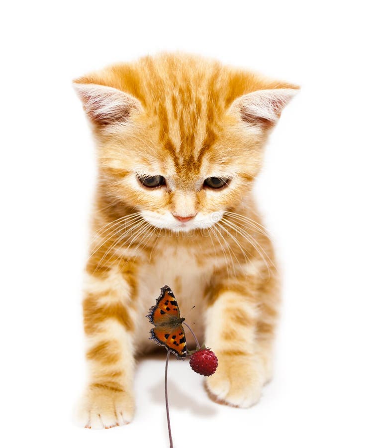 Kitty and butterfly stock photo. Image of kitten, white - 19209818