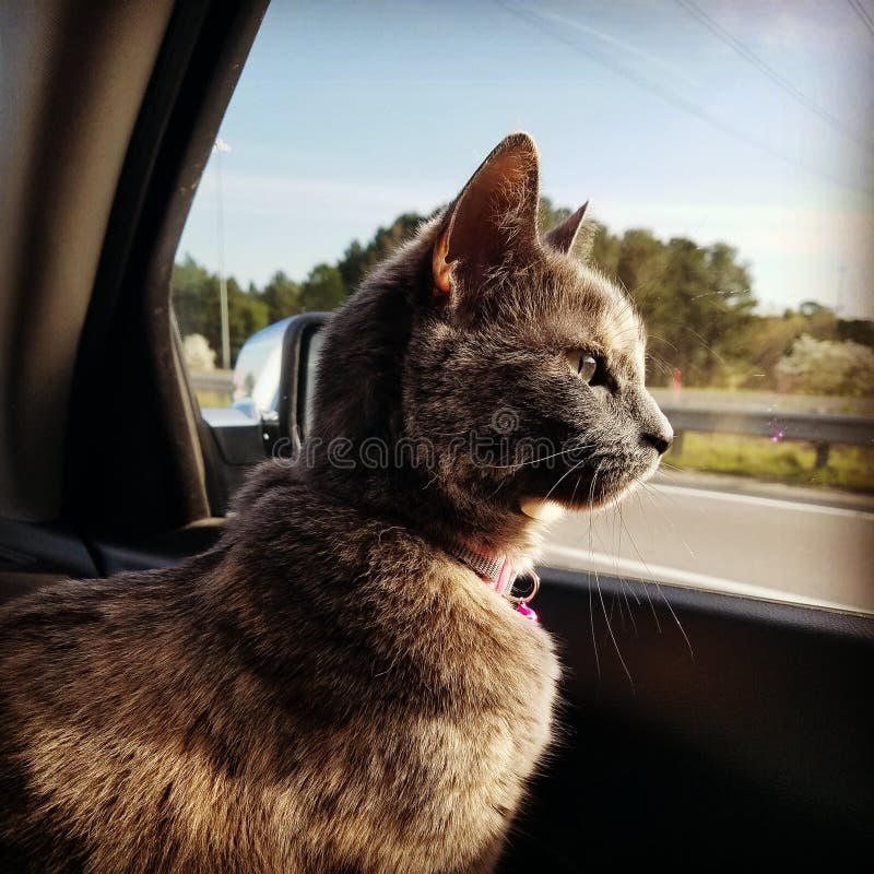 Kitty car ride stock image. Image of road, trip, kitty - 152024613