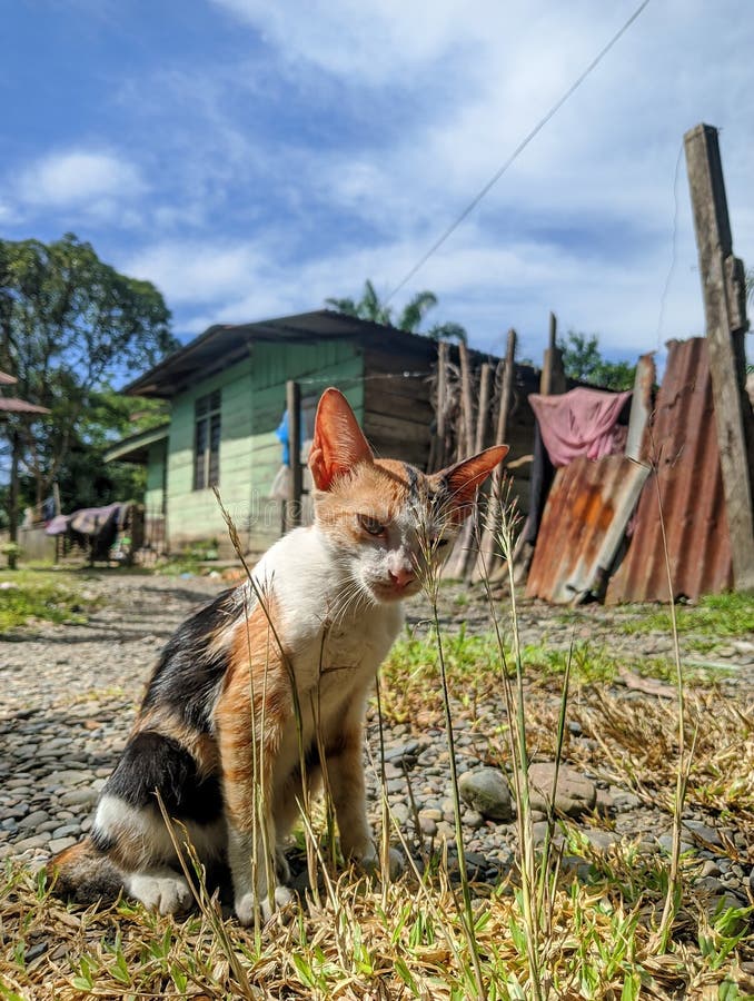 Kitty Cat Animal Love Nature Stock Image - Image of kitty, love: 263296127
