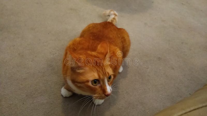 Kitty Cat Crouching on Carpet Stock Photo - Image of kitty, crouching ...