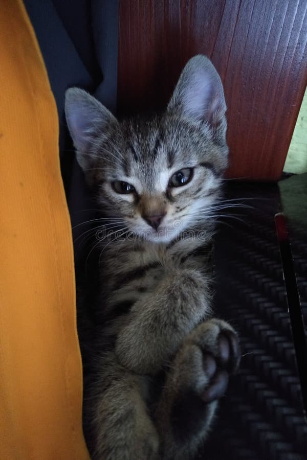 Kitty cat stock photo. Image of kitty, lovely, cute - 139610276