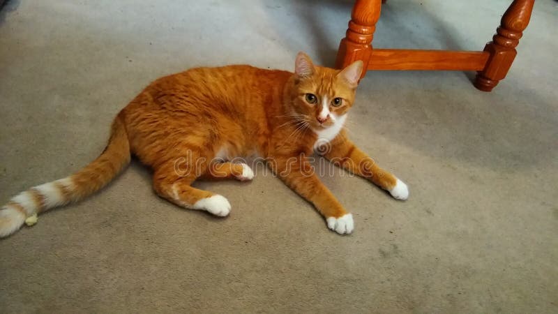 Kitty cat looking right stock photo. Image of floor - 171714718