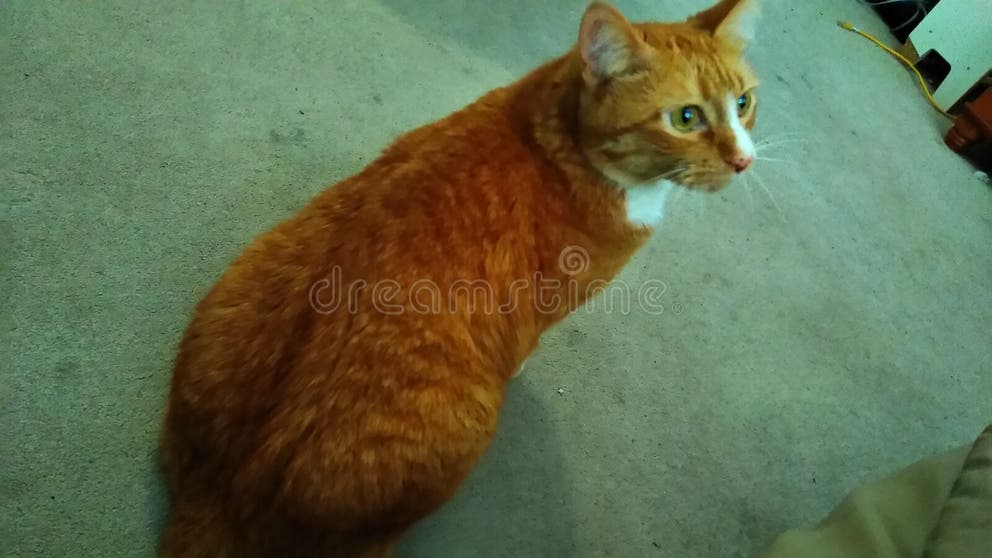 Kitty cat looking right stock image. Image of right - 171714933