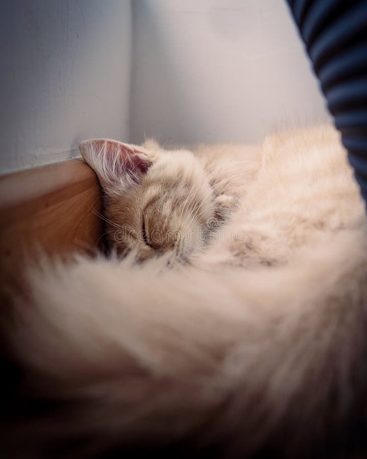 Kitty Cat Munchkin Fluffy, Animal Pet Sleeping, Top View Stock Image ...