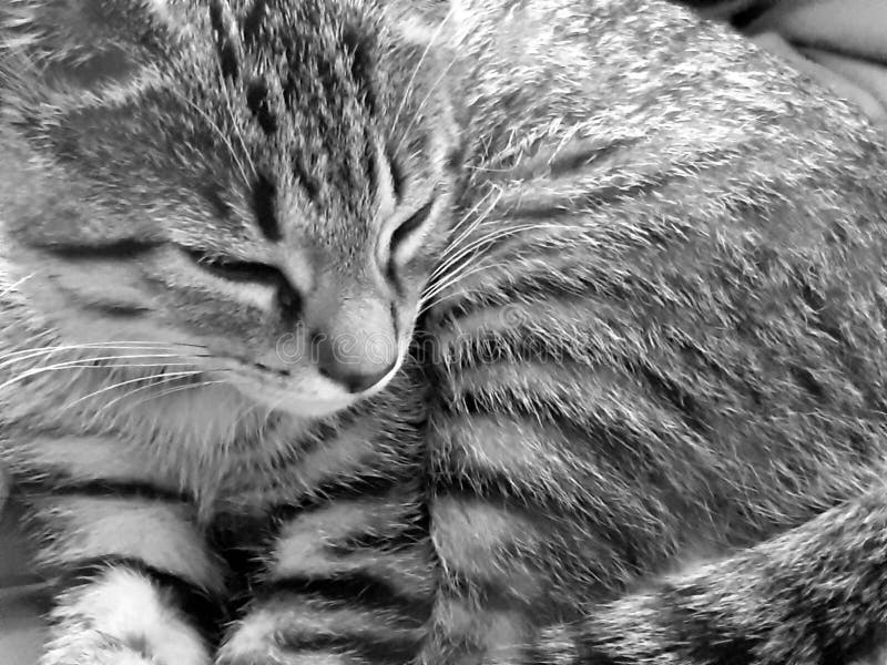 Cat Nap stock photo. Image of cuddly, youth, child, companion - 6436722