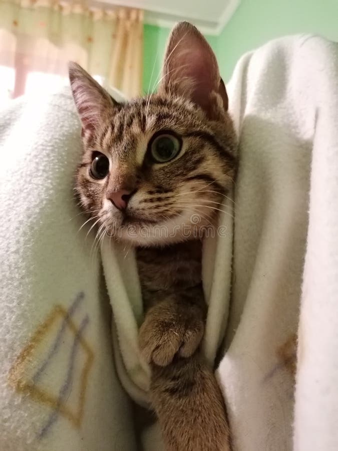 Kitty stock photo. Image of nice, cute, kitty - 165820438