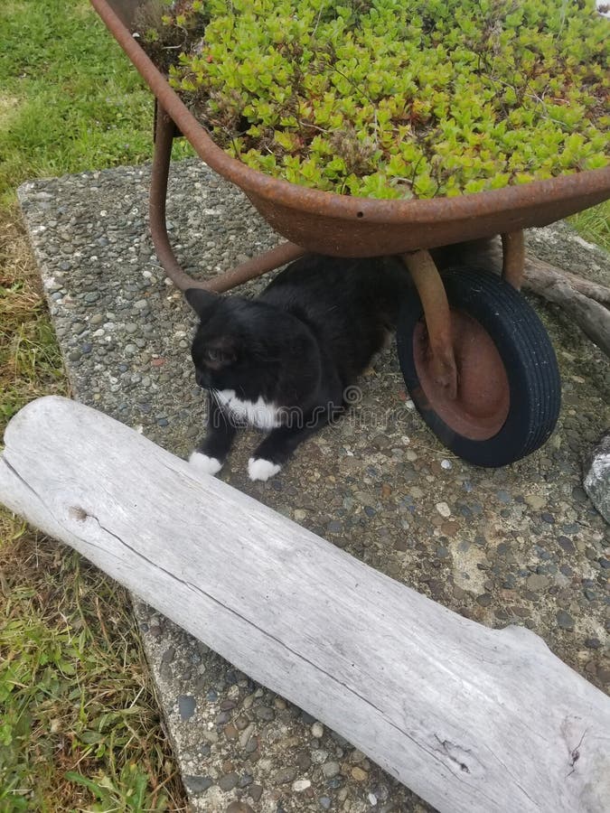 Kitty cat old wagon stock image. Image of house, kitty - 162247125