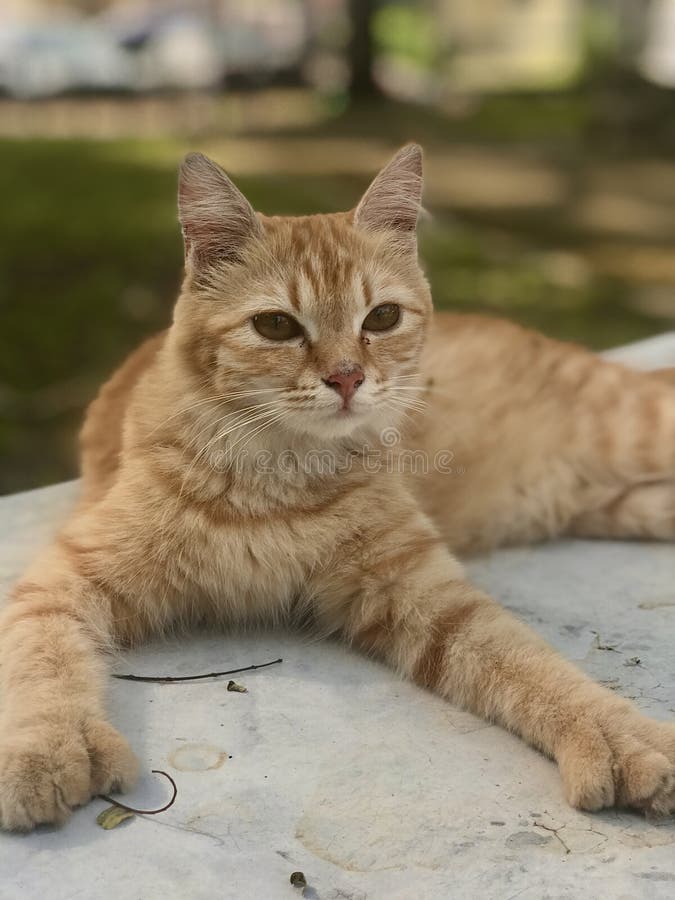 Kitty cat in a park stock photo. Image of admire, whiskers - 282086106