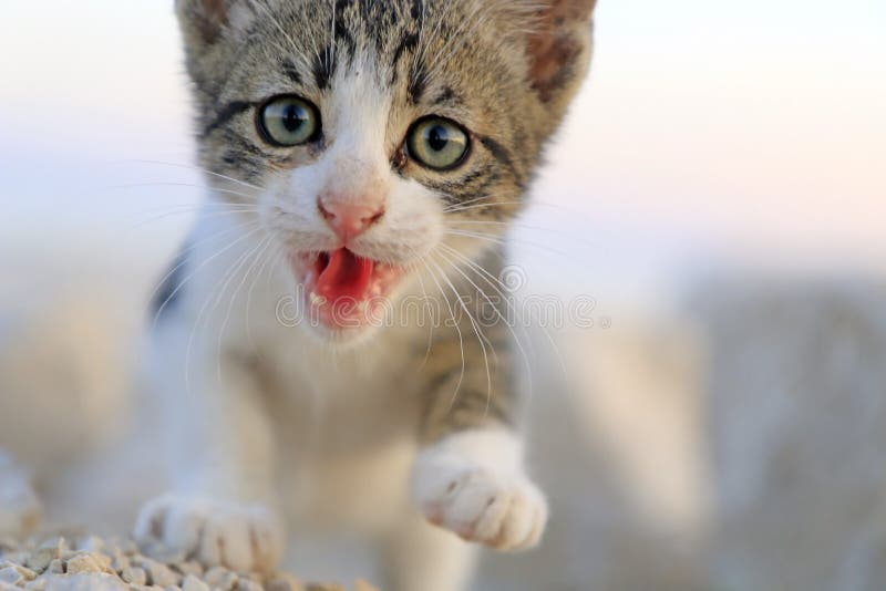 Kitty Cat Running stock photo. Image of adventure, cats - 94304148
