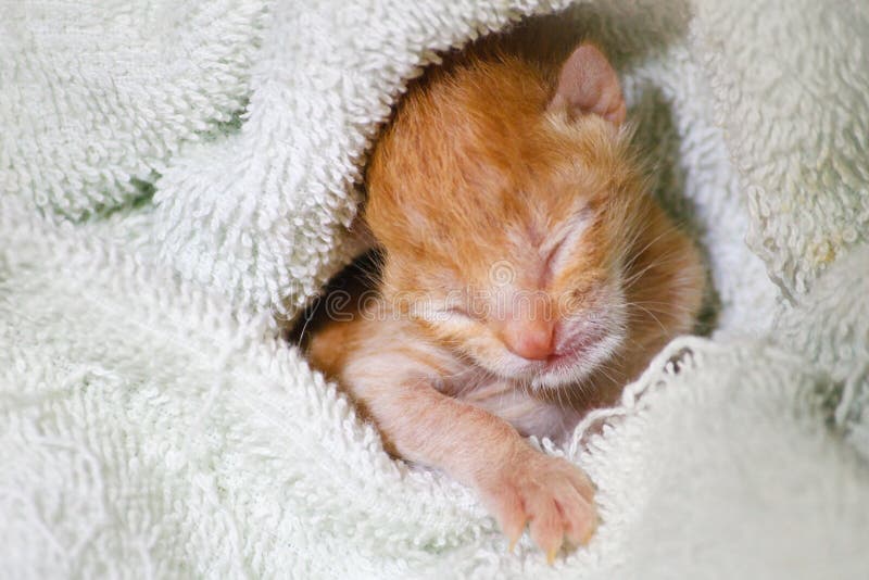 Kitty cat stock photo. Image of dream, adorable, kitty - 34136768