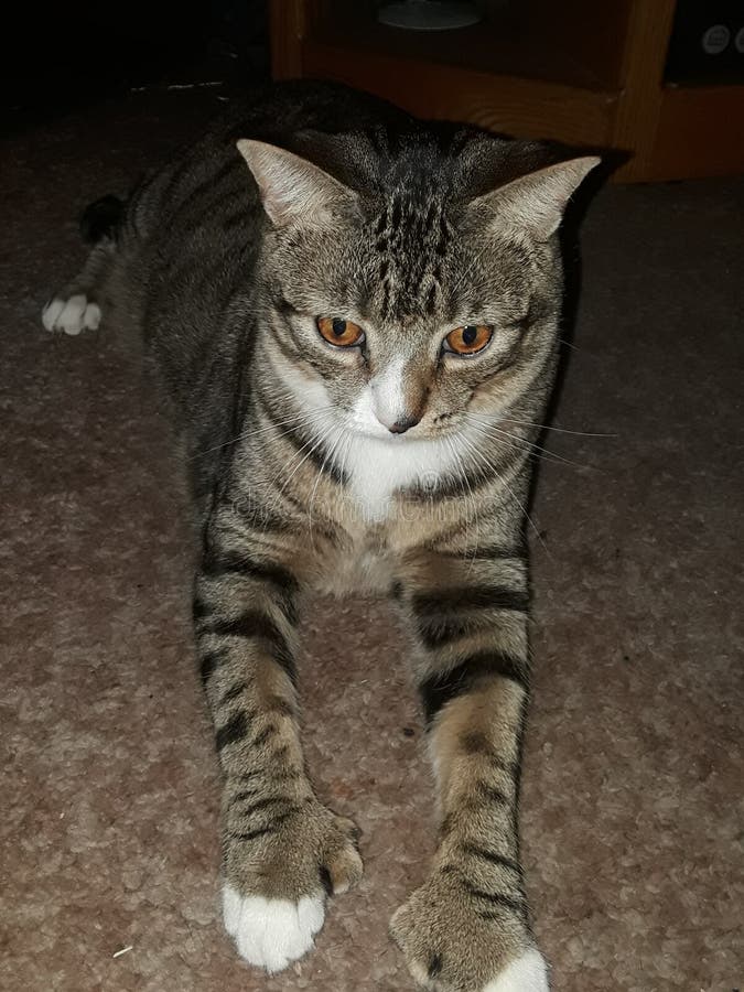 Kitty Spacing Stock Photos - Free & Royalty-Free Stock Photos from ...