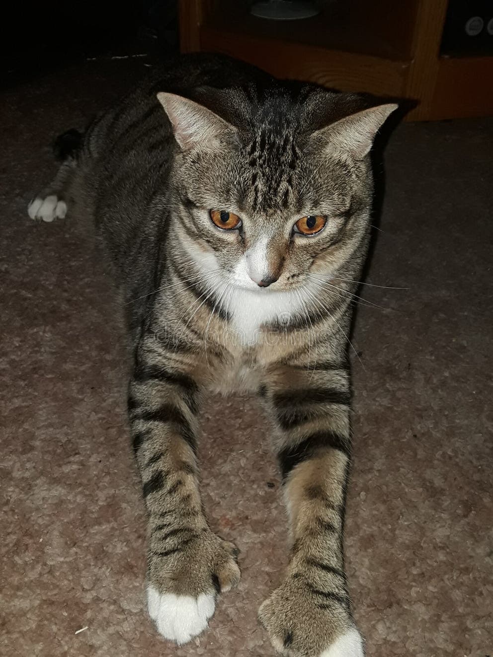 Cat Spacing Stock Photos - Free & Royalty-Free Stock Photos from Dreamstime