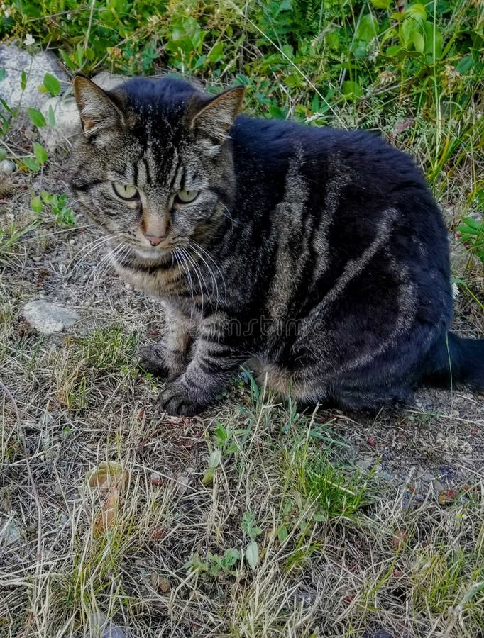 Kitty cat stock image. Image of samsung, kitty, summer - 94996841