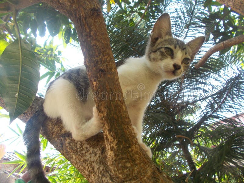 Kitty cat on the tree 2 stock image. Image of kitten - 99603585