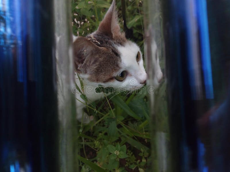 Kitty stock photo. Image of kitty, glass - 115982774