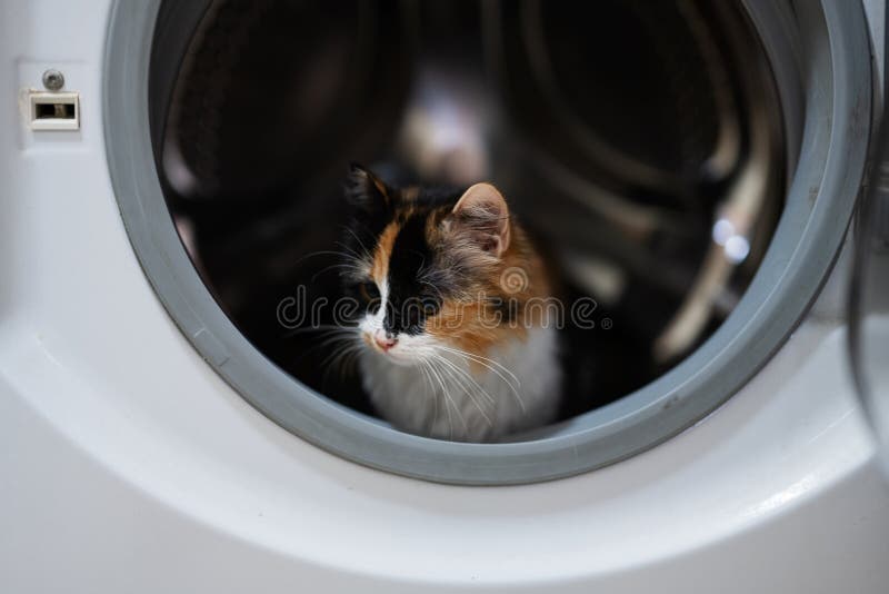 Kitty Cat in the Washing Machine Stock Photo - Image of tabby ...