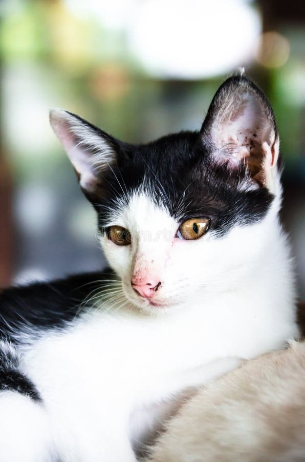 The Smart Cat Looking for New Life. Stock Image - Image of weather ...