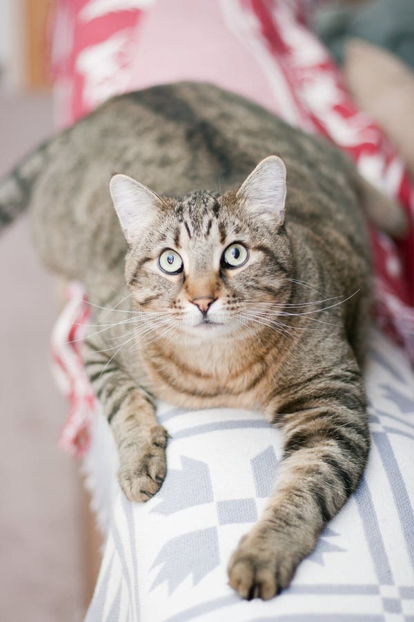 Kitty cat with wide eyes stock image. Image of nature - 25361801