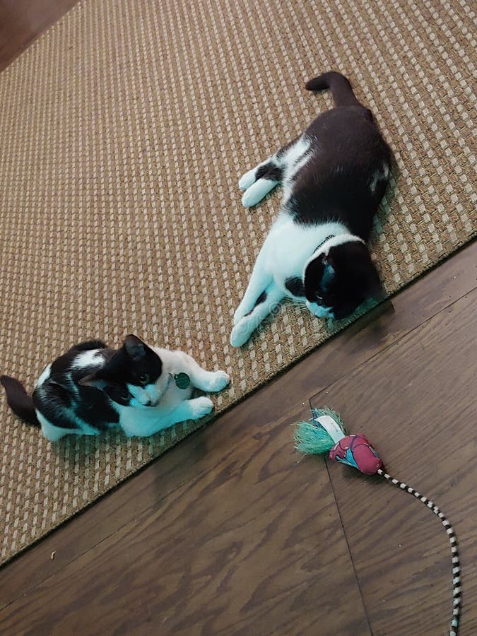 Kitty cats playing for fun stock image. Image of playing - 162695113