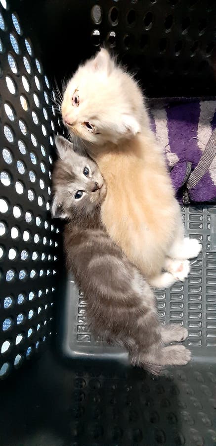 Kitty cats siblings life stock photo. Image of textile - 226711058