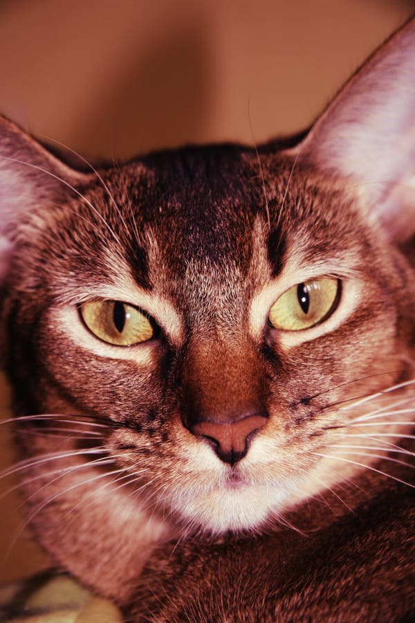 Kitty stock image. Image of predator, portrait, face - 220501479