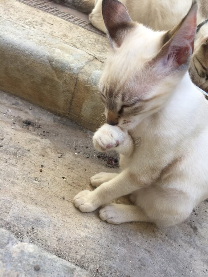 Kitty cleaning stock photo. Image of cleaning, kitty - 187445402