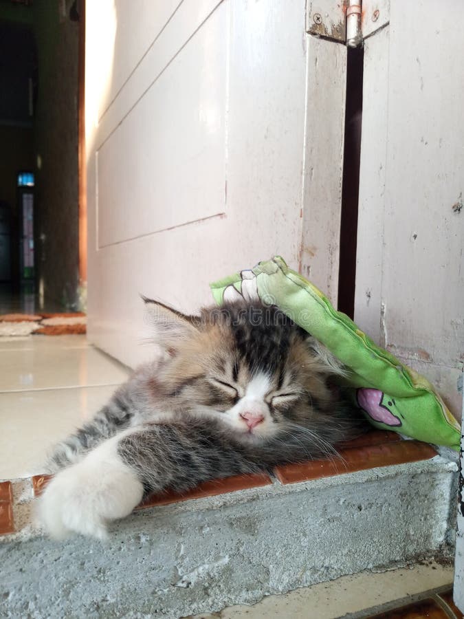 Kitty is cute stock image. Image of animal, pets, kitty - 209722059