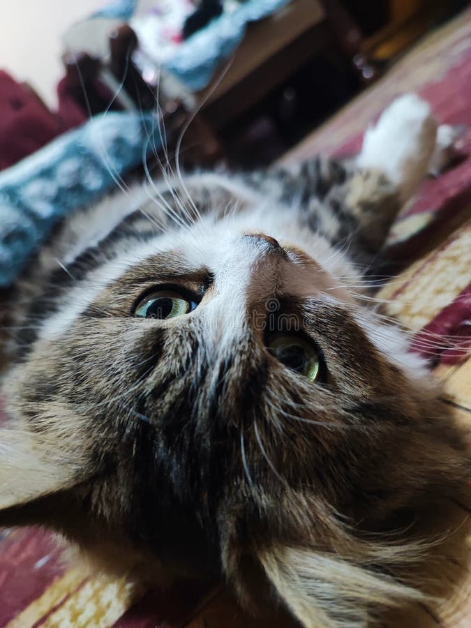 A Kitty Cute Face while Playing Stock Image - Image of kitty, playing ...