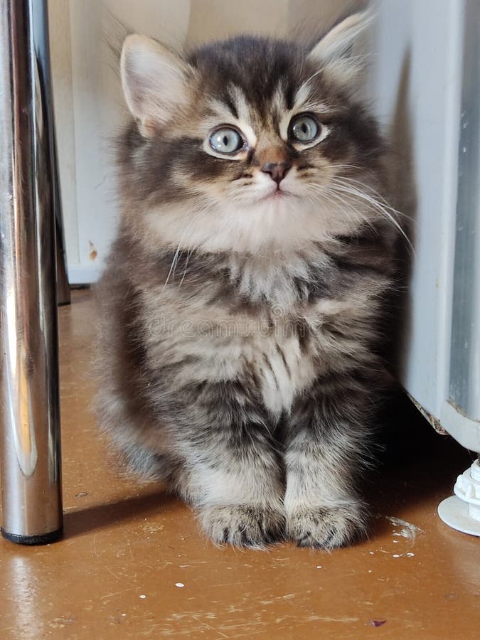 Kitty cute little stock image. Image of cute, small - 287944389