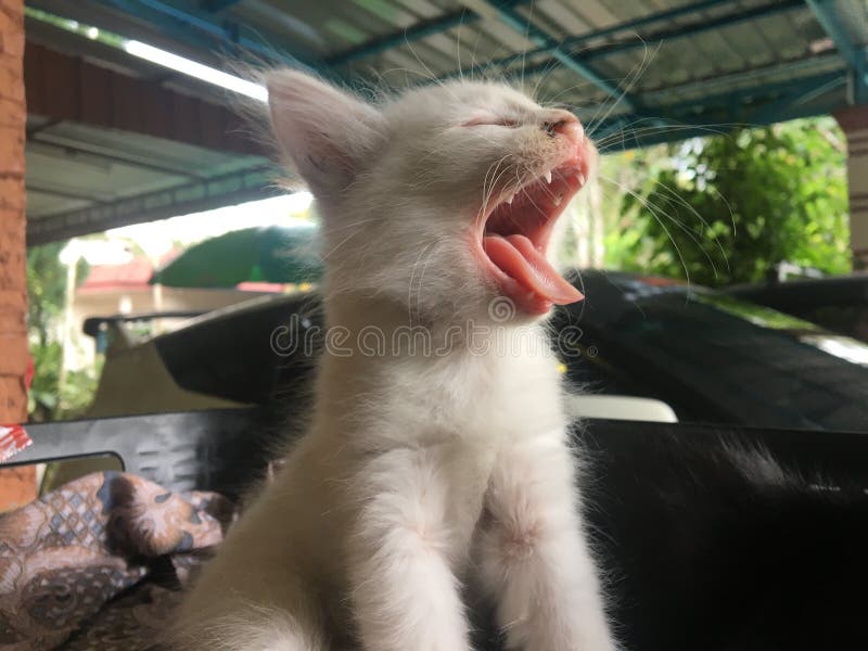 Kitty stock image. Image of lion, yawn, cutie, kitty - 205074283