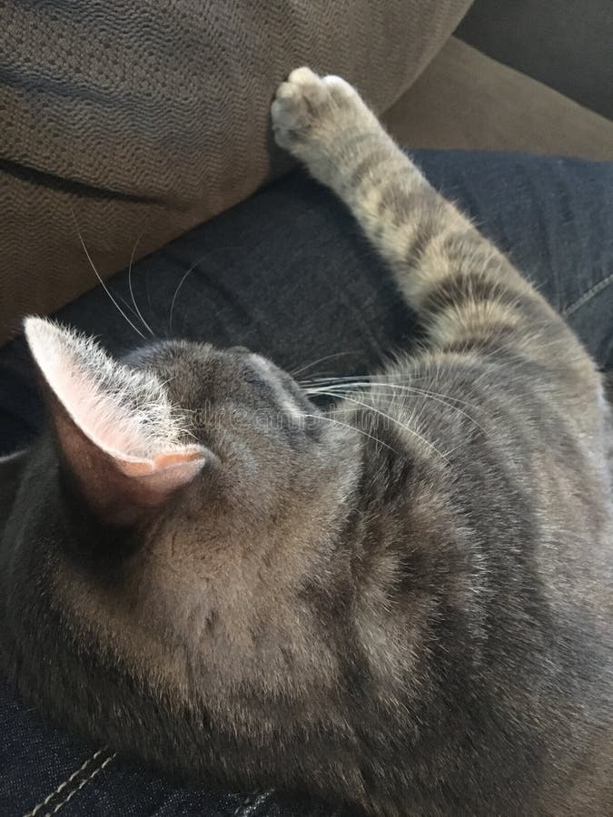 Kitty in the Bed after Dream Stock Photo - Image of dream, nature ...