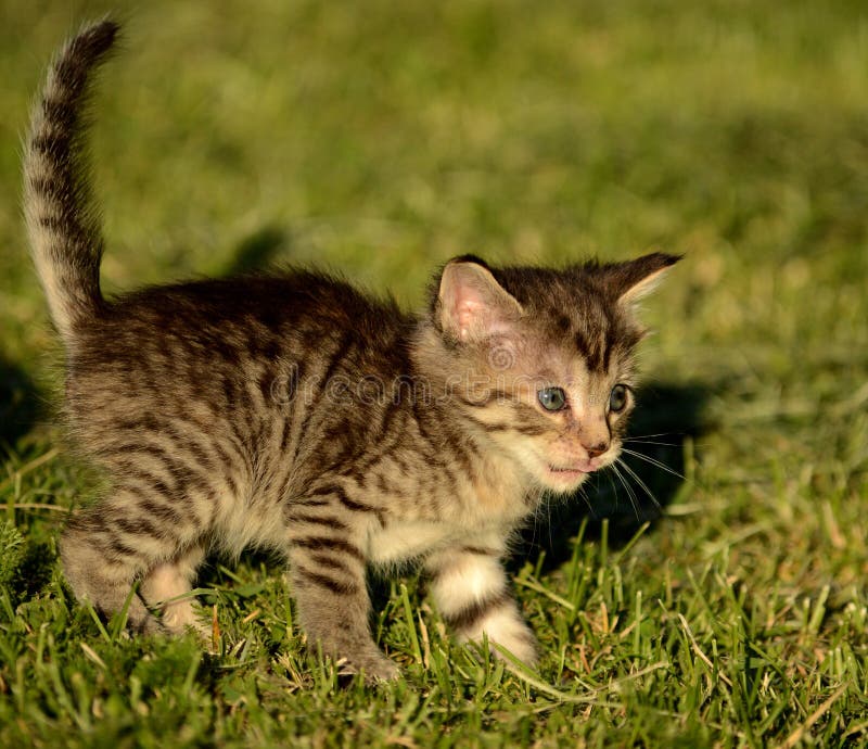 Kitties playing stock photo. Image of learning, tree - 40602376