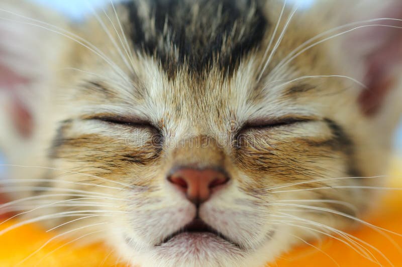 Kitty cat face stock photo. Image of black, childhood - 21818980