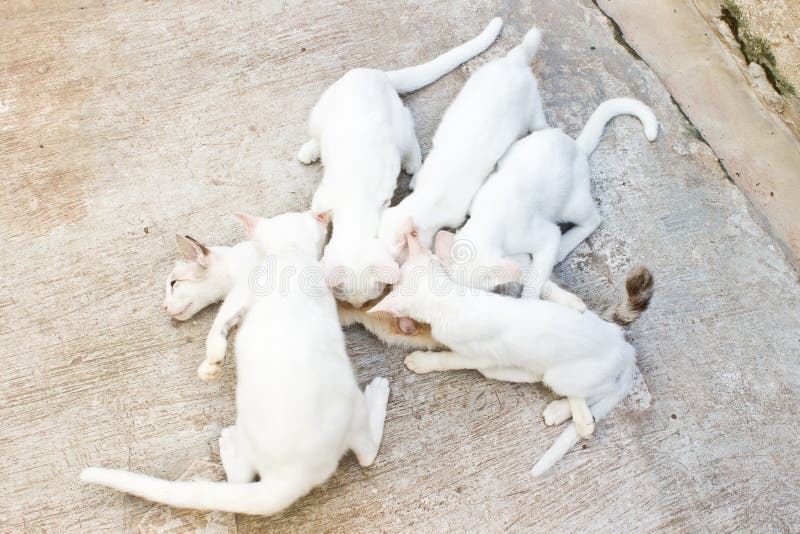 Kitty Feeding Her Kittens stock photo. Image of young - 59123448