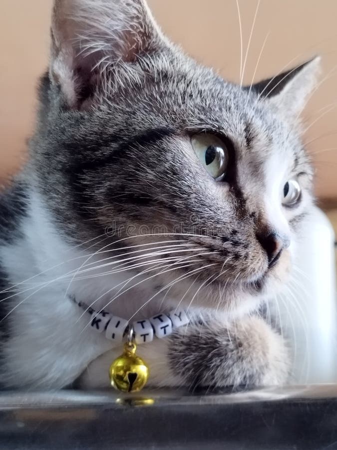 Kitty the female cat stock image. Image of nose, whiskers - 266560983