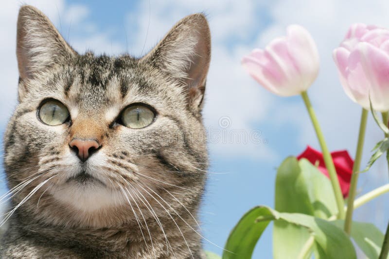 Kitty with flowers stock photo. Image of feline, eyes - 2825074