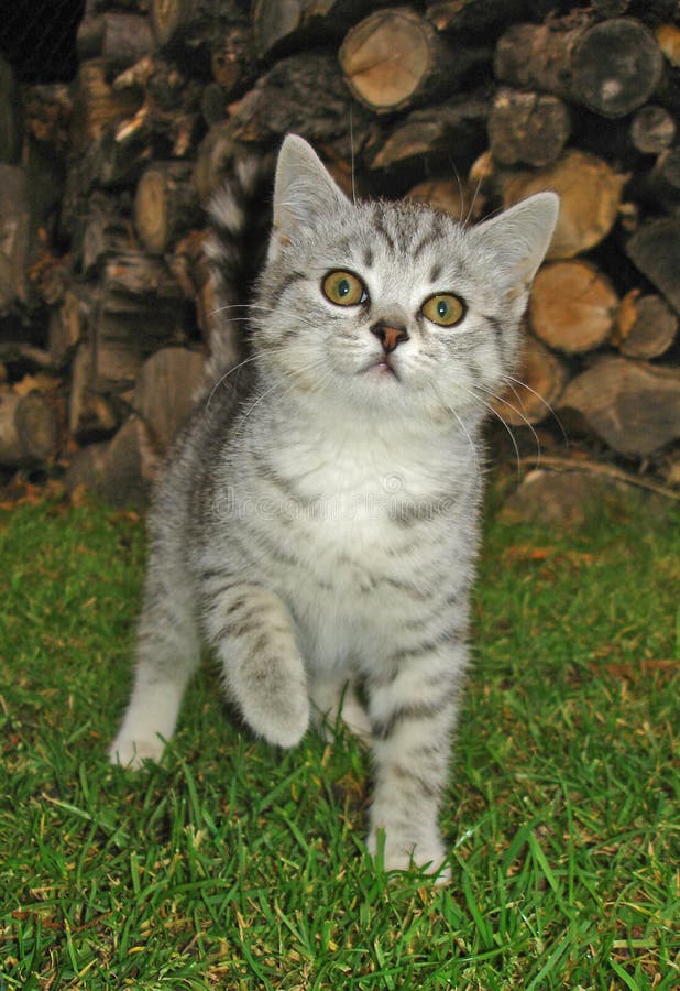 Kitty in the garden stock image. Image of baby, eyes - 38818303