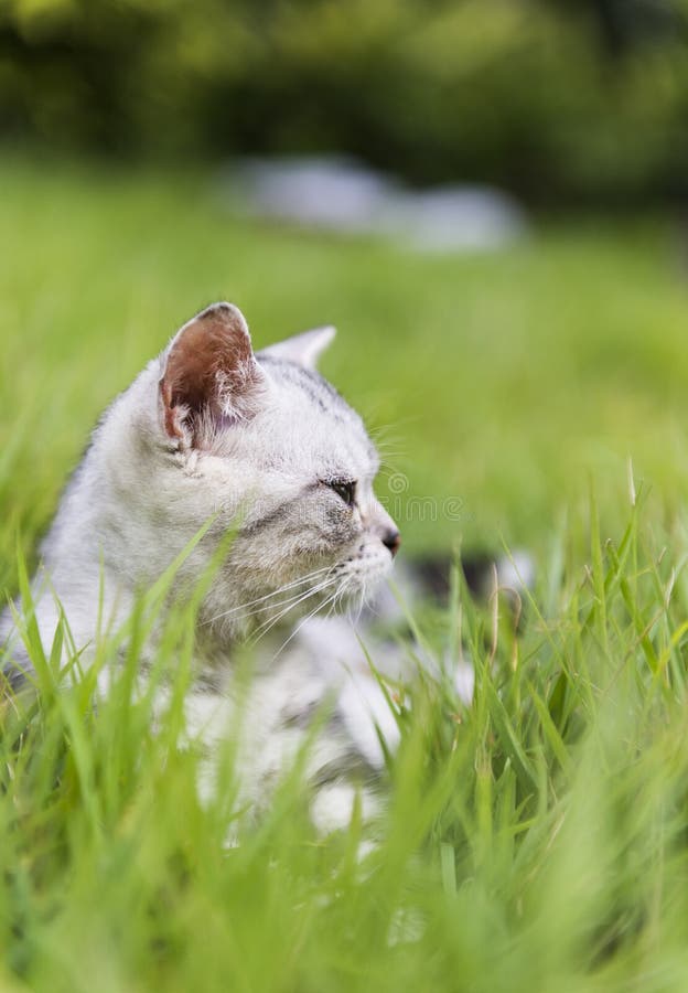 Kitty on the grass stock image. Image of pets, cats, american - 61379545