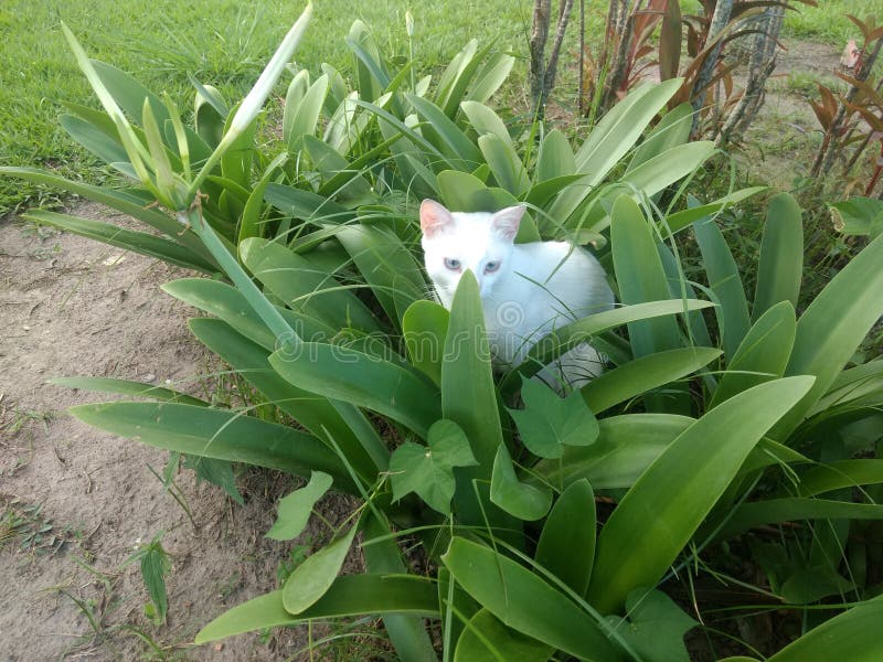 Bush Cat stock image. Image of hiding, bushes, bush - 118926077