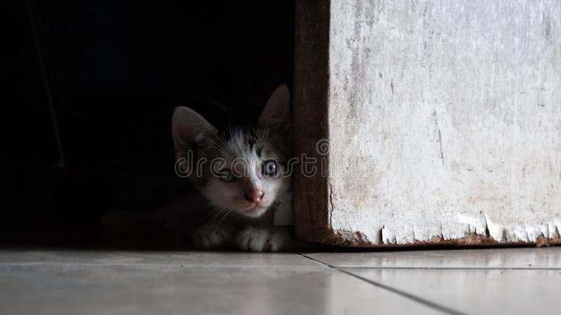 Kitty Hiding in the Shadow stock image. Image of background - 356310407
