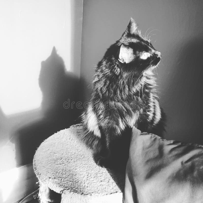 A kitty and his shadow stock image. Image of wall, shadow - 107096475