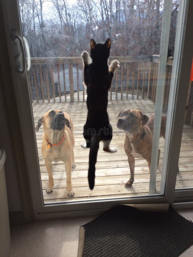 Kitty Jump stock image. Image of tease, kitty, jumping - 54685843