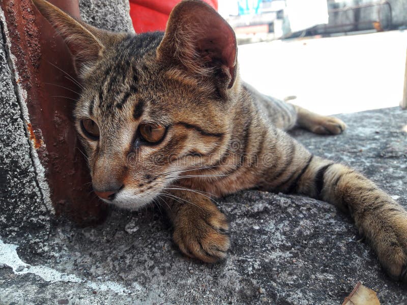 Observant kitty stock photo. Image of feline, grass, animal - 21727684