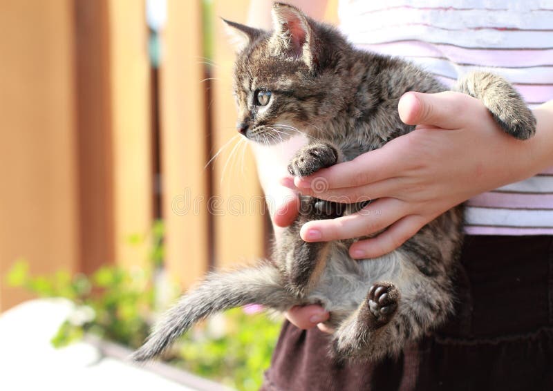 Kitty in kids hands stock image. Image of hanging, hang - 25293059