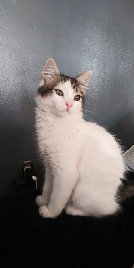 Kitty kitty meow meow stock photo. Image of meow, crazy - 169943706