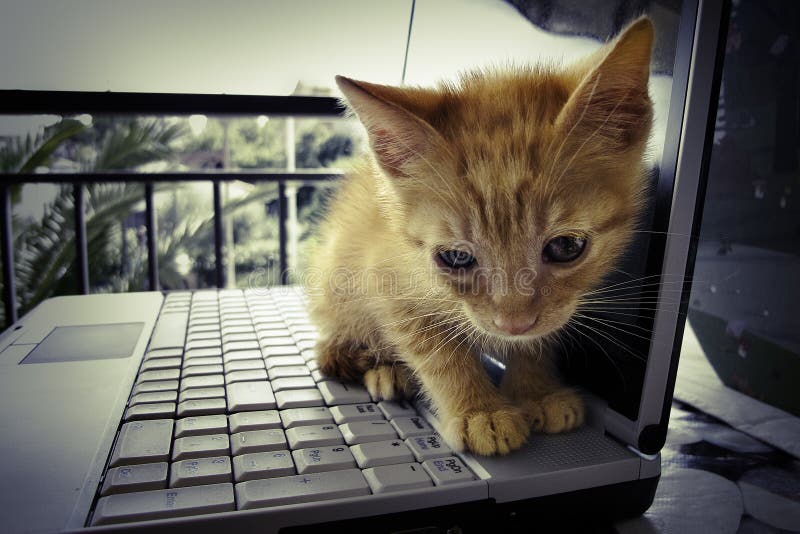 Kitty and laptop stock image. Image of brown, kitty, little - 49563911