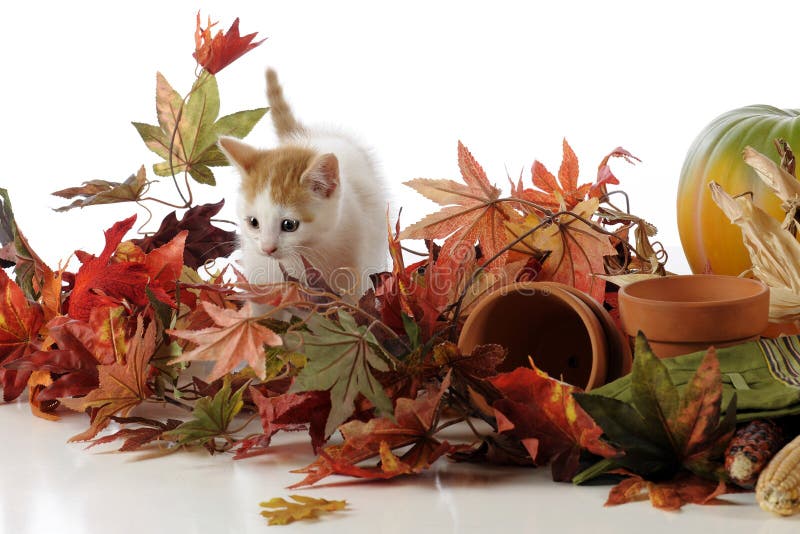 Kitty among Leaves stock photo. Image of fall, flower - 19086714