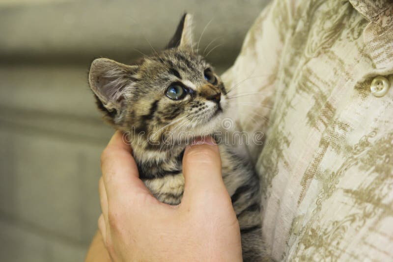 Kitty stock photo. Image of little, beautiful, kitty - 46160912