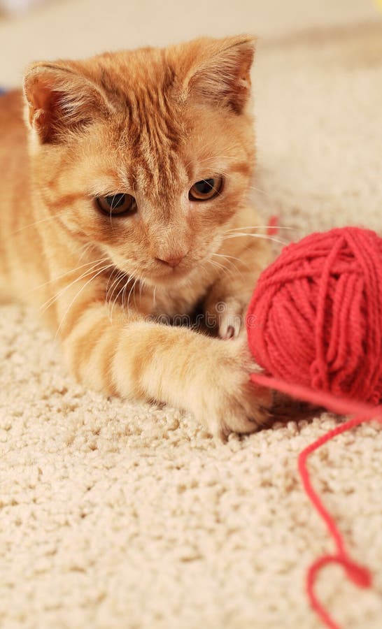 Kitty stock image. Image of kitten, ball, playful, carpet - 32354387